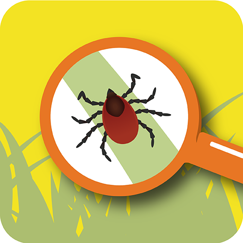 How to Avoid Ticks and Prevent Tick Bites